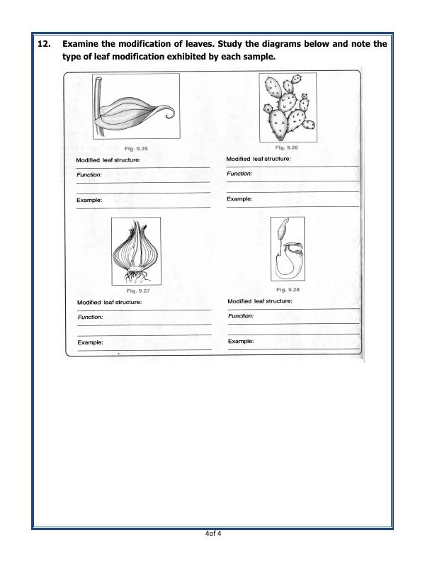 A2Zworksheets:Worksheet of Getting To Know Plants-Plants and Living ...