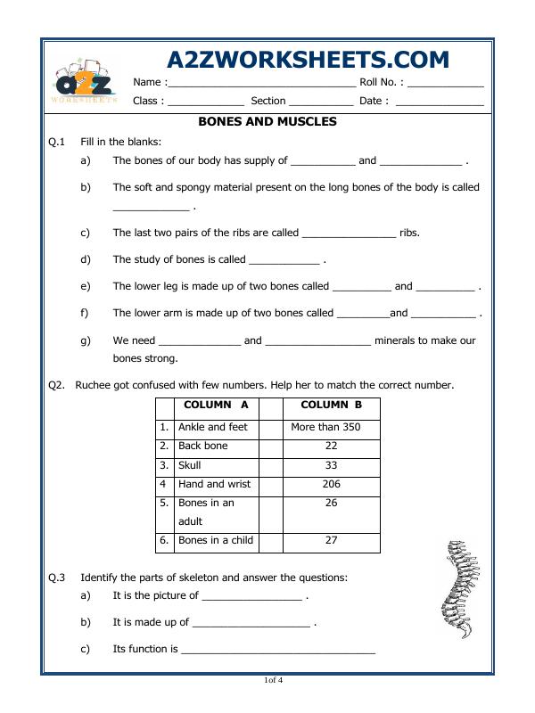 A2Zworksheets:Worksheet of Class - V - Bones And Muscles-Humans-Science