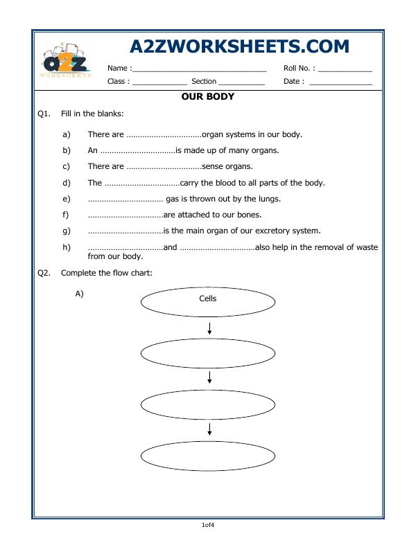 A2Zworksheets:Worksheet of Our Body-Humans-Science