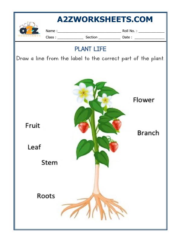 A2Zworksheets:Worksheet of Class-I-Plants Life-06-Plants and Living ...