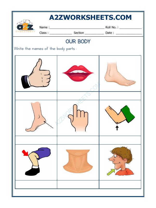 A2Zworksheets:Worksheet of Our Body-05-Humans-Science