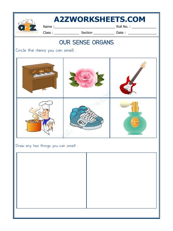 A2Zworksheets:Worksheet of Our Sense Organs-03-Humans-Science
